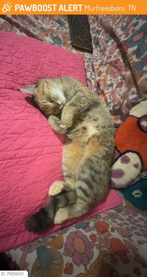 Murfreesboro, TN Stray Female Cat Found Near Near battleground dr ...