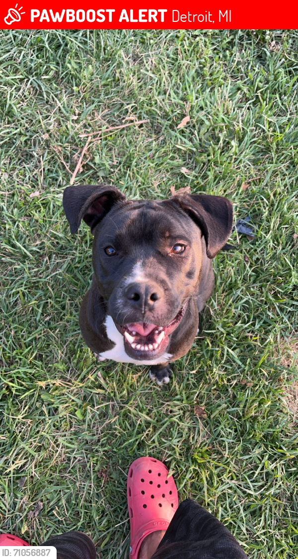 Detroit, MI Lost Female Dog, Draco Is Missing | PawBoost