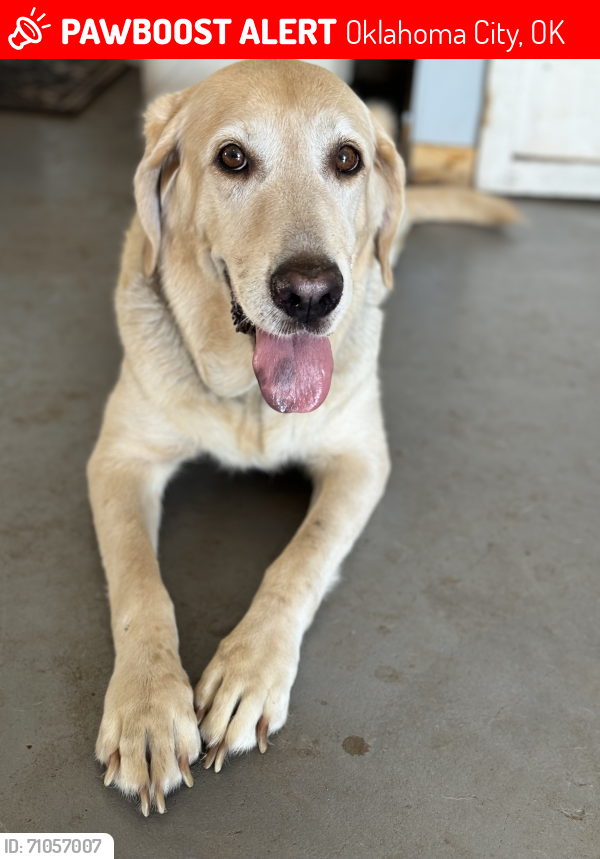 Oklahoma City, OK Lost Female Dog, Nina Is Missing | PawBoost