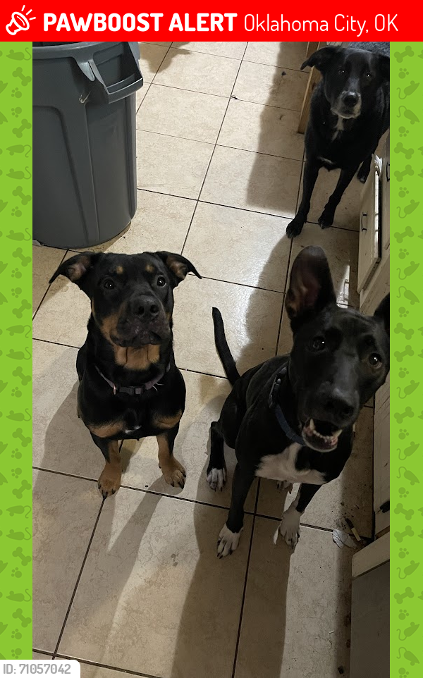 Oklahoma City, OK Lost Male Dog, lucky Is Missing | PawBoost