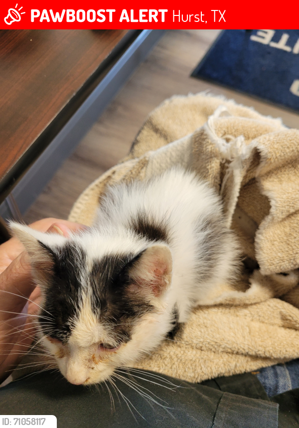 Hurst, TX Lost Male Cat, Oreo Is Missing | PawBoost
