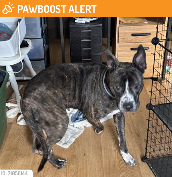 Berkeley County, WV Stray Female Dog Found Near Runnymeade rd | PawBoost