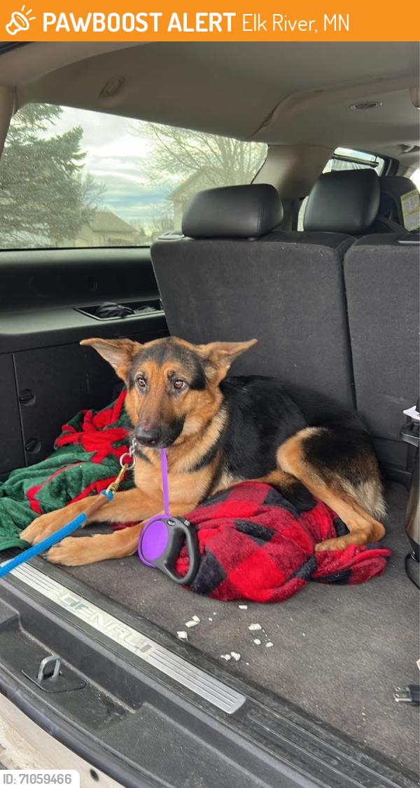 Elk River, MN Stray Female Dog Found Near Joplin Street, Elk River MN ...