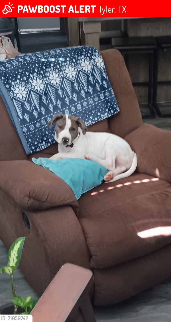 Tyler, TX Lost Male Dog, Turbo/sir Is Missing | PawBoost