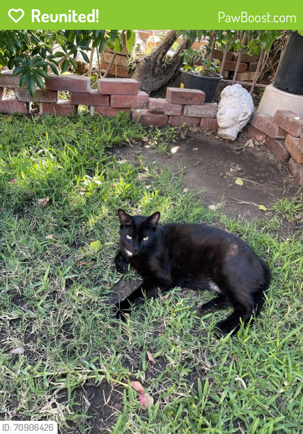 Reunited Male Cat in Los Angeles, CA 90039 (ID: 70906426) | PawBoost