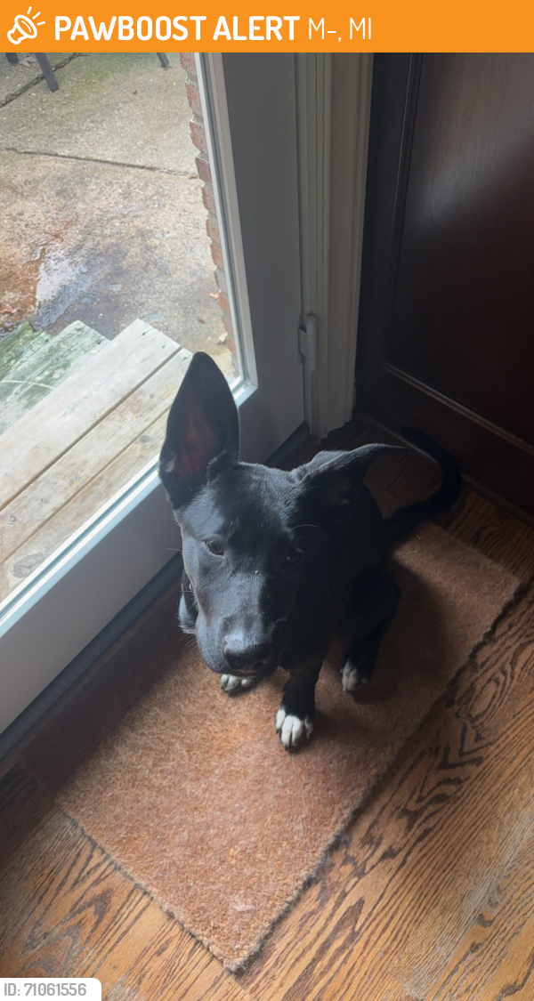 M-59, MI Stray Male Dog Found Near Livingston County | PawBoost