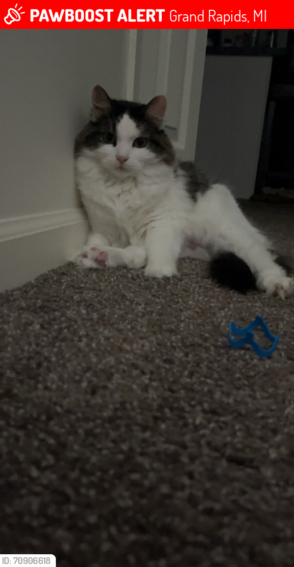 Grand Rapids, MI Lost Female Cat, Luna Is Missing | PawBoost