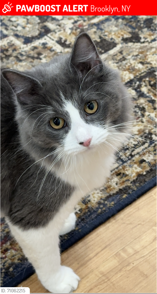 Brooklyn, NY Lost Female Cat, Chanel Is Missing | PawBoost