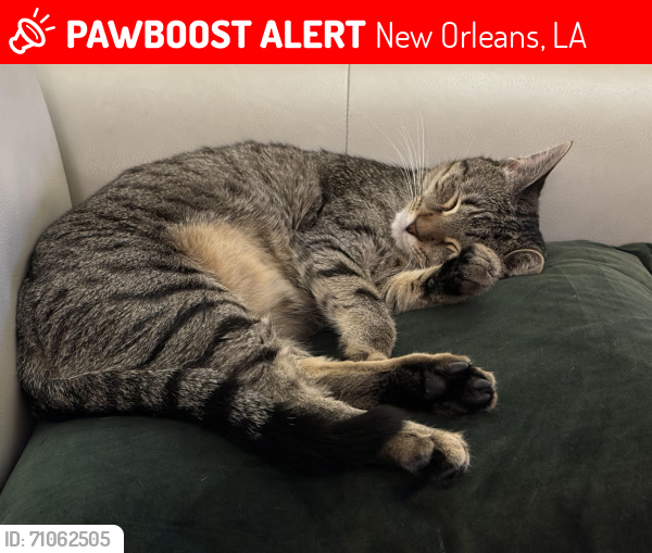 New Orleans, LA Lost Female Cat, Poppy Is Missing | PawBoost