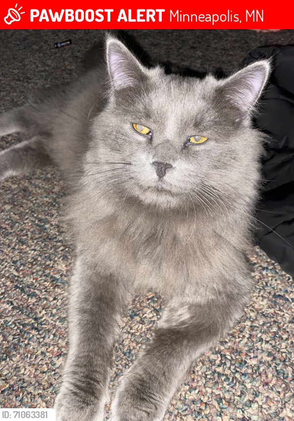 Minneapolis, MN Lost Male Cat, Gray Is Missing | PawBoost
