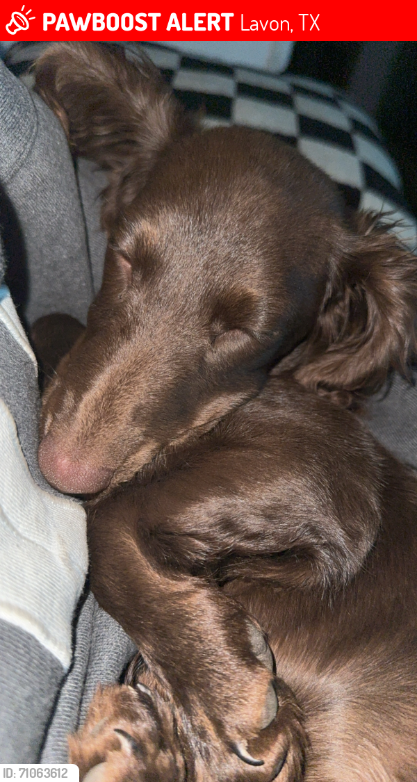 Lavon, TX Lost Female Dog, Maple Is Missing | PawBoost