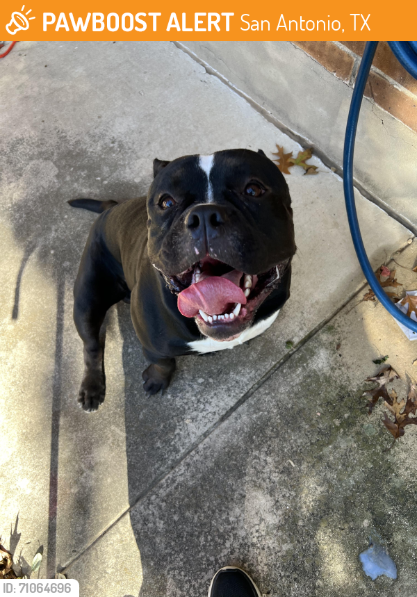 San Antonio, TX Stray Male Dog Found Near Clipper Oak Dr | PawBoost