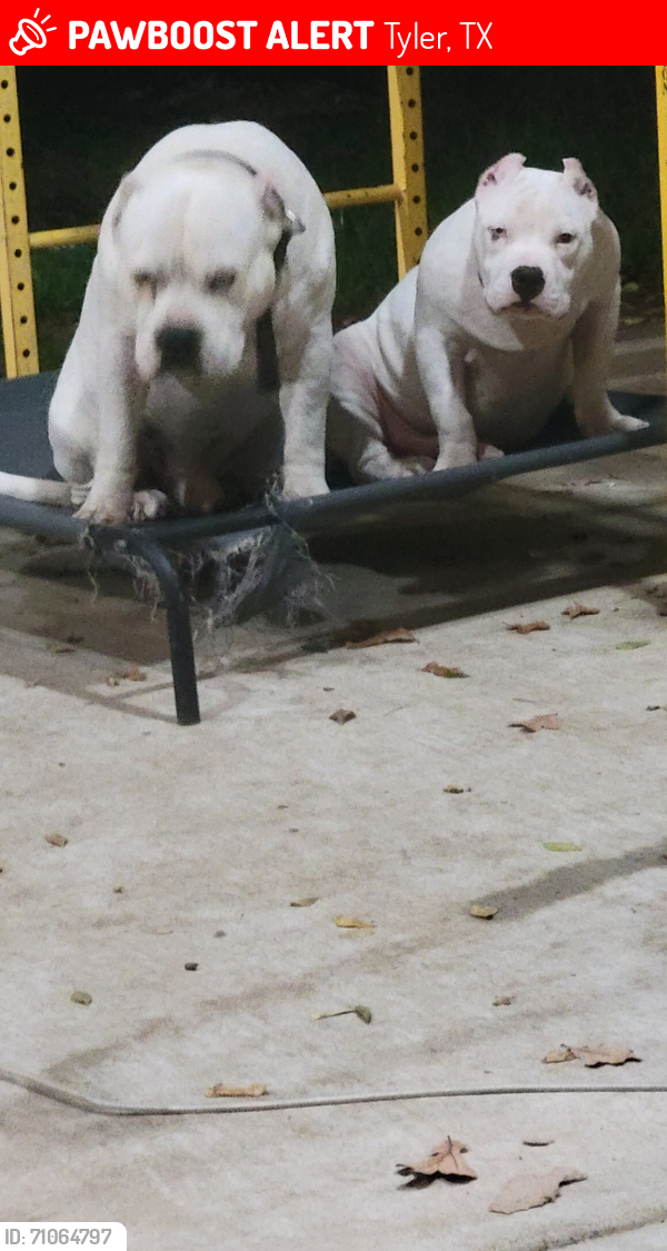 Tyler, TX Lost Male Dog, Frosty, Fathead Is Missing | PawBoost