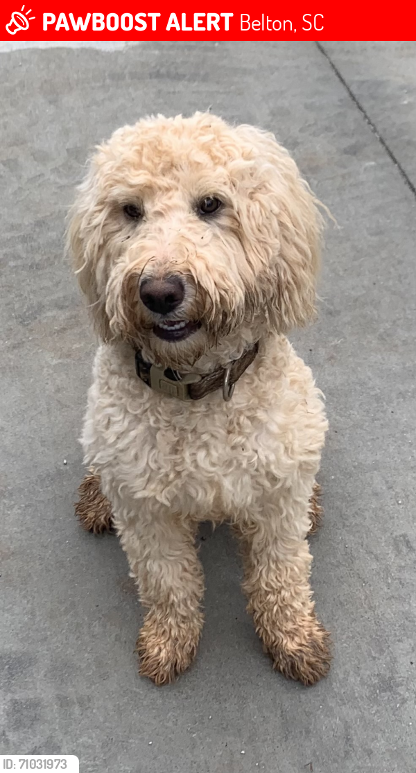 Belton, SC Lost Male Dog, Rowdy Is Missing | PawBoost