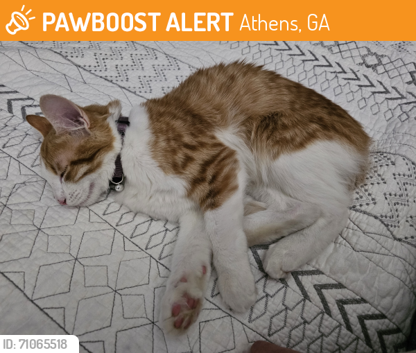 Athens, GA Stray Male Cat Found Near Chalfont Lane | PawBoost