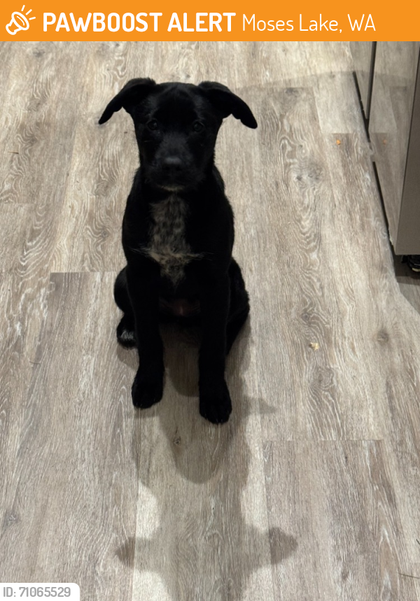 Moses Lake, WA Stray Female Dog Found Near walmart | PawBoost