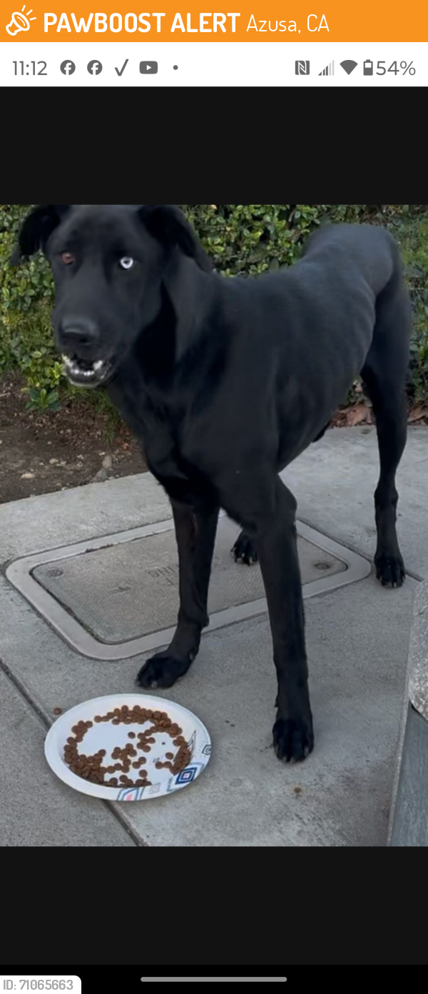 Azusa, CA Stray Dog Found Near Mirador | PawBoost