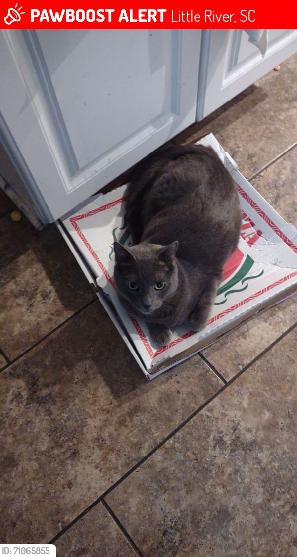 Little River, SC Lost Male Cat, Loki Is Missing | PawBoost