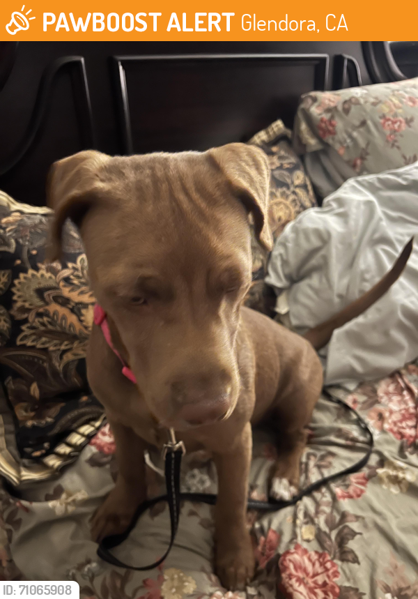 Glendora, CA Stray Female Dog Found Near Baseline and grand | PawBoost