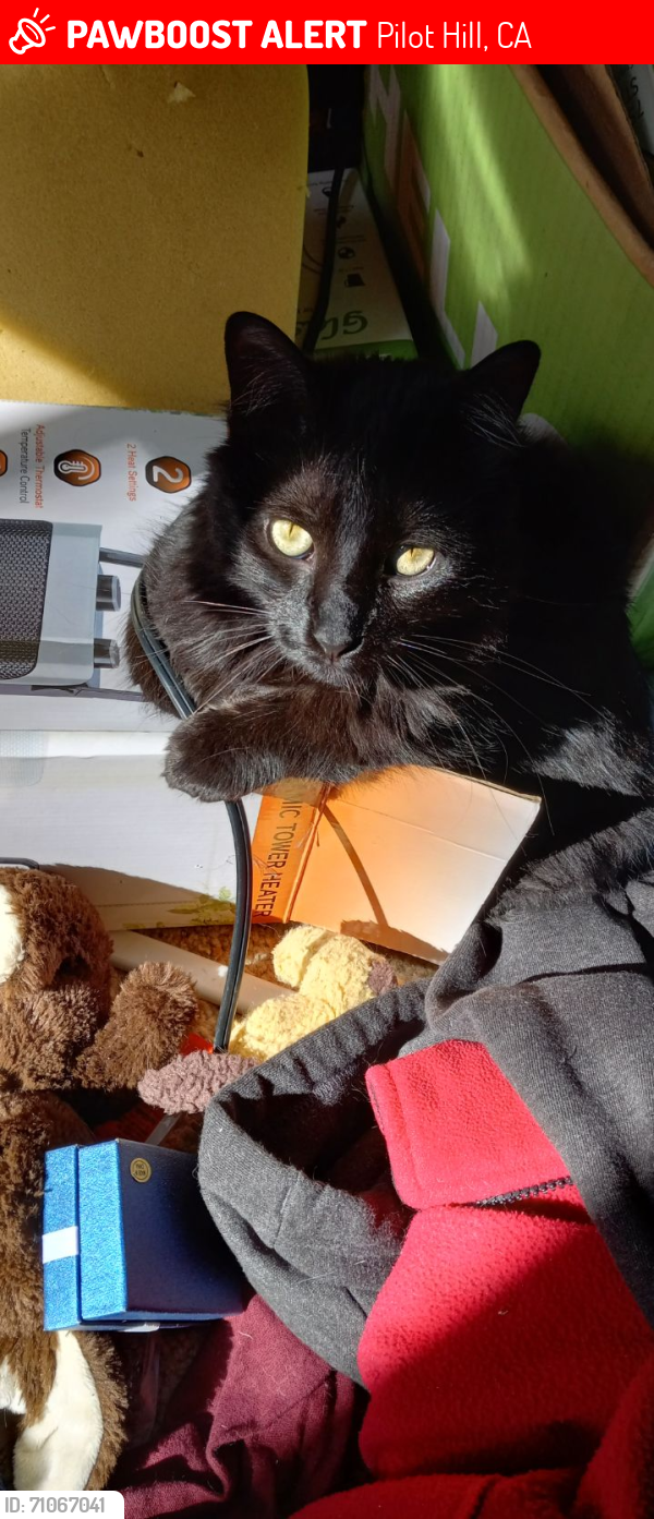 Pilot Hill, CA Lost Female Cat, Sarabi Is Missing | PawBoost
