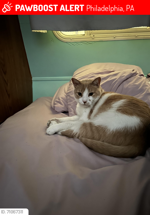 Philadelphia, PA Lost Male Cat, Mike Is Missing | PawBoost