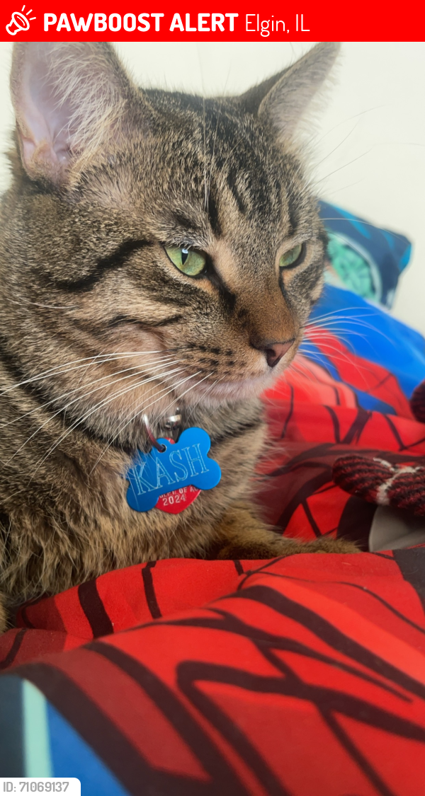 Elgin, IL Lost Male Cat, Kash Is Missing | PawBoost
