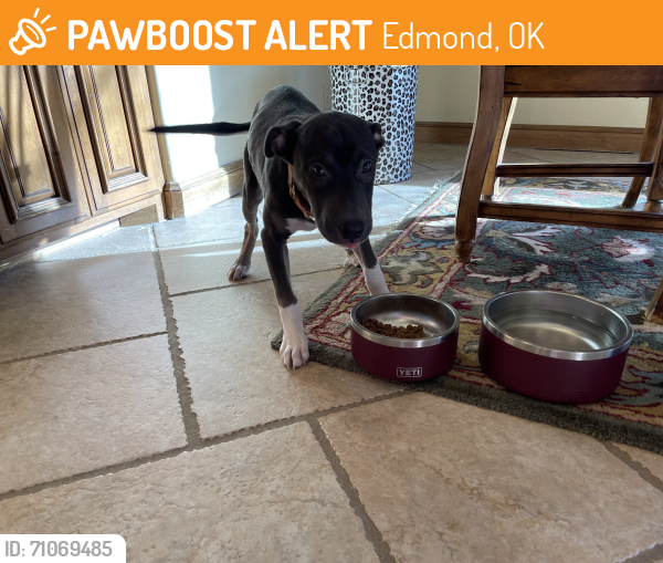 Edmond, OK Stray Female Dog Found Near Covel edmond | PawBoost