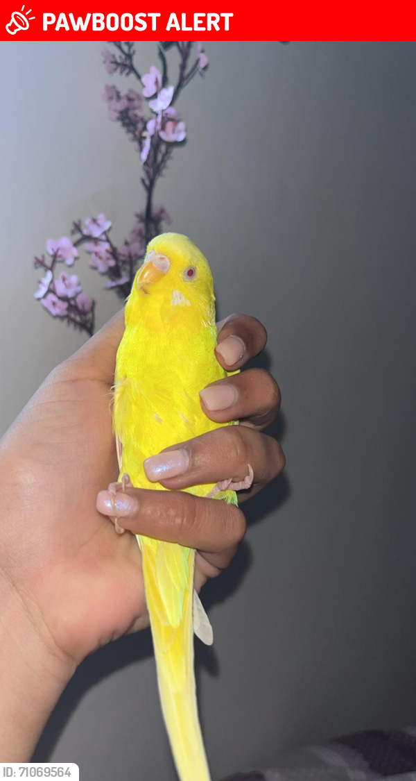 Oxfordshire, England Lost Male Bird, Remi Is Missing | PawBoost