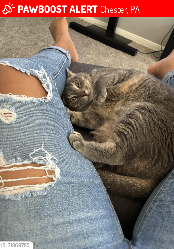 Chester, PA Lost Female Cat, Coco Is Missing | PawBoost