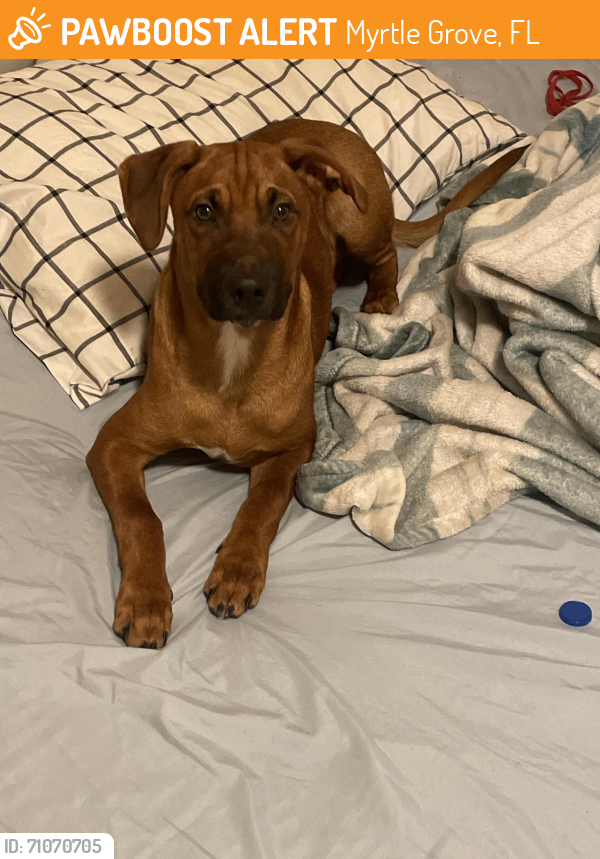 Myrtle Grove, FL Stray Male Dog Found Near Family Dollar | PawBoost