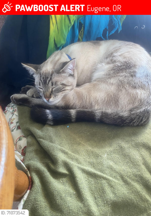 Eugene, OR Lost Male Cat, Poppy Is Missing | PawBoost
