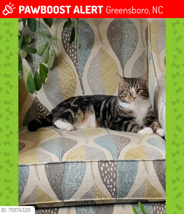 Greensboro, NC Lost Male Cat, Paca Is Missing | PawBoost