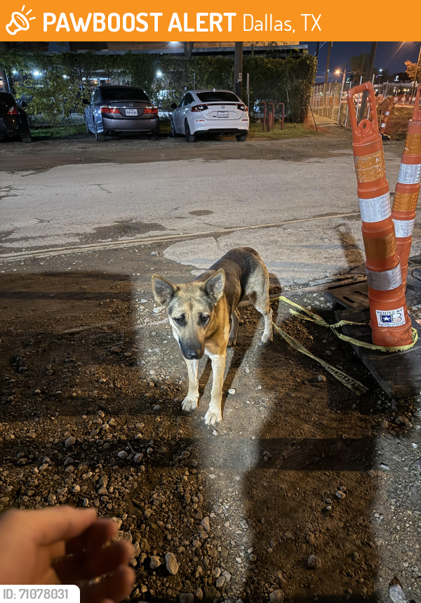 Dallas, TX Stray Female Dog Found Near Right infront of the Futura ...