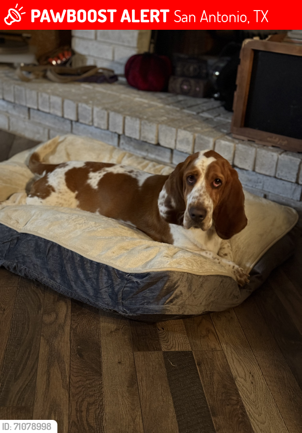 San Antonio, TX Lost Female Dog, Oswald Lucy Is Missing | PawBoost