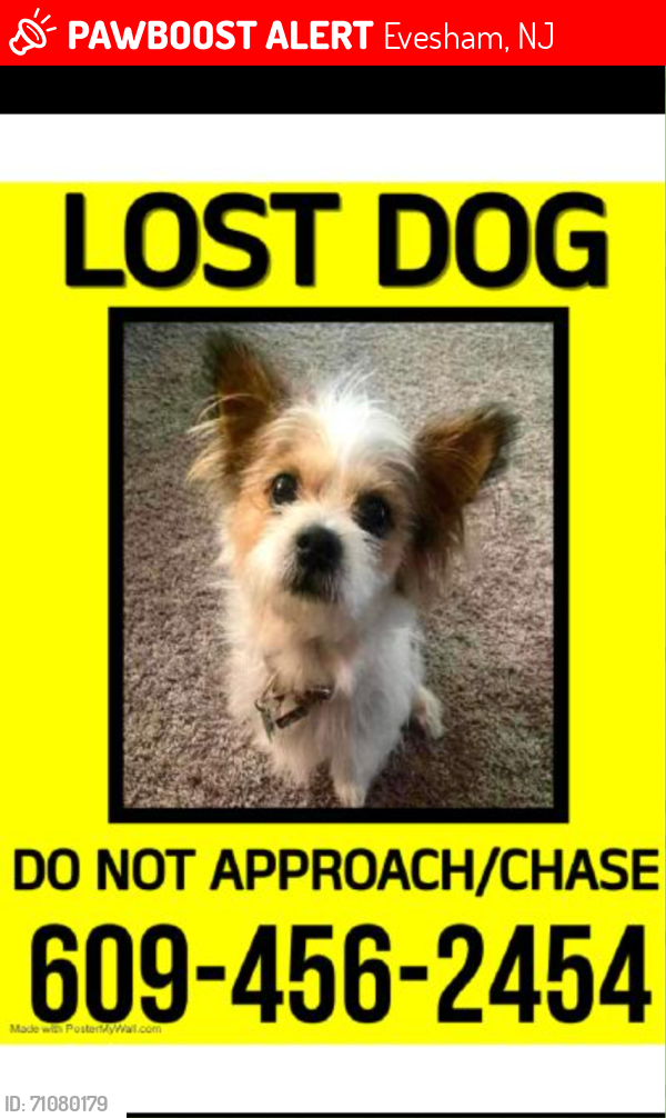 Evesham, NJ Lost Male Dog, Chase Is Missing | PawBoost
