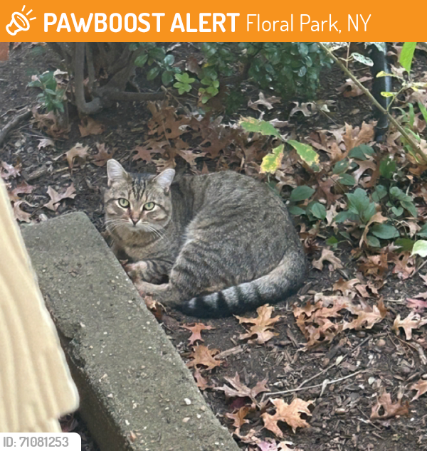 Floral Park, NY Stray Cat Found Near Floral parkway | PawBoost