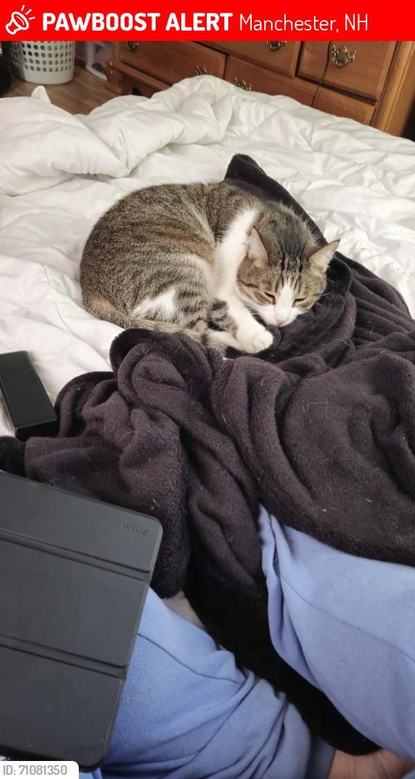 Manchester, NH Lost Male Cat, Finn Is Missing | PawBoost