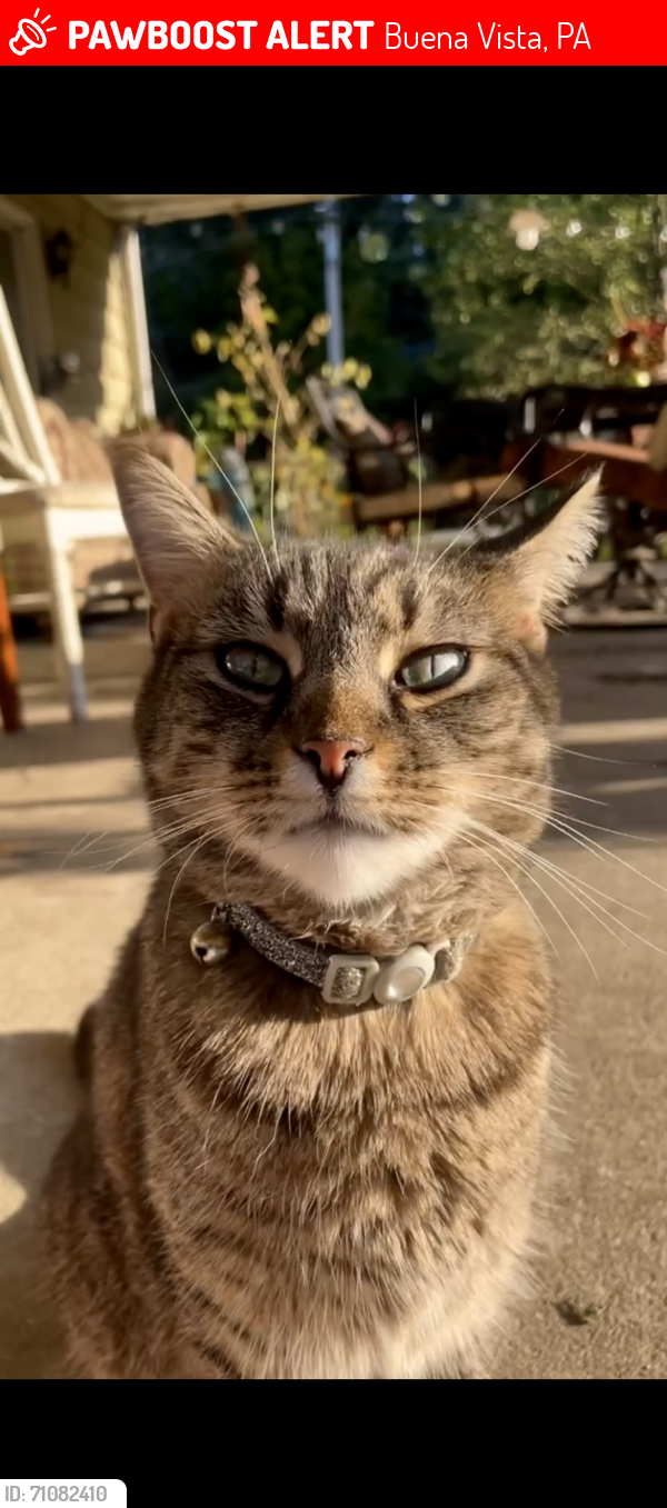 Buena Vista, PA Lost Female Cat, Boochi Is Missing | PawBoost