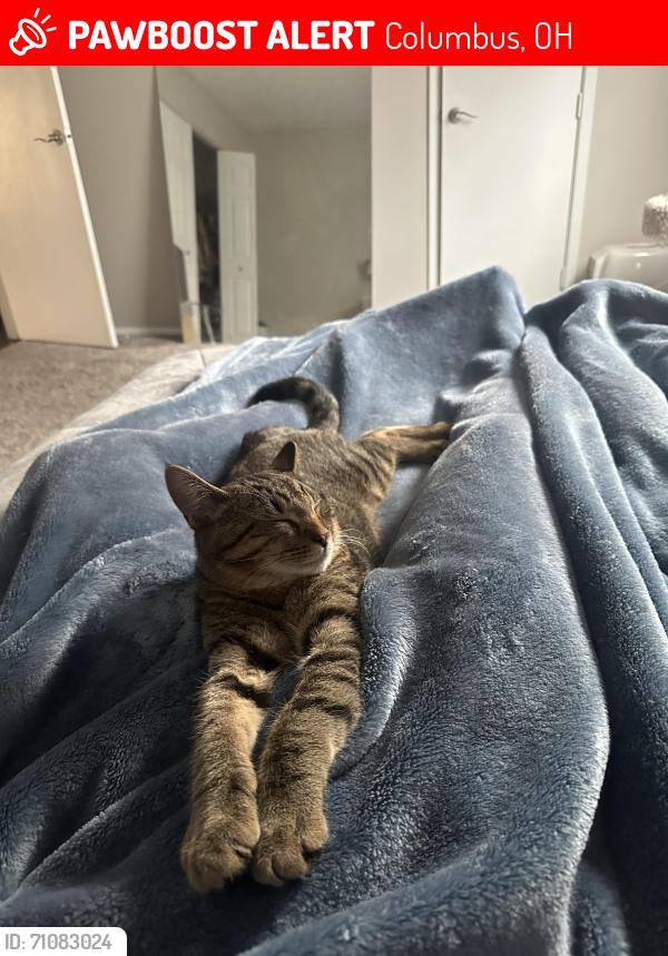 Columbus, OH Lost Male Cat, Oso Is Missing | PawBoost