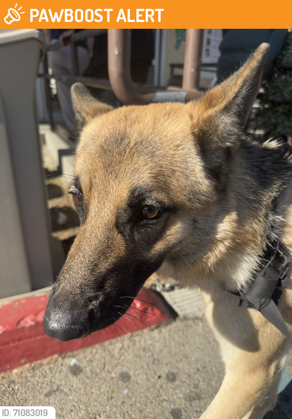 East Los Angeles, CA Stray Female Dog Found Near https://maps.app.goo ...