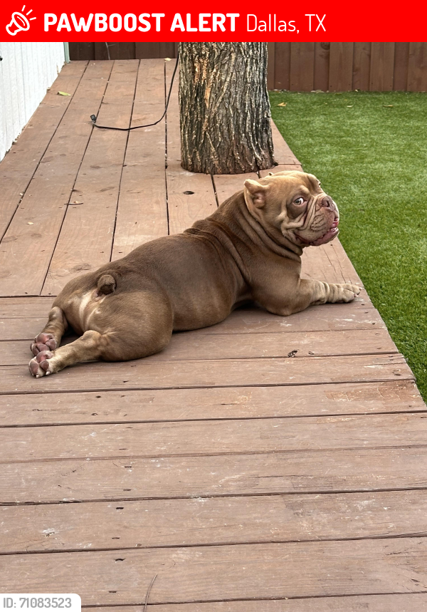 Dallas, TX Lost Male Dog, Draco Is Missing | PawBoost