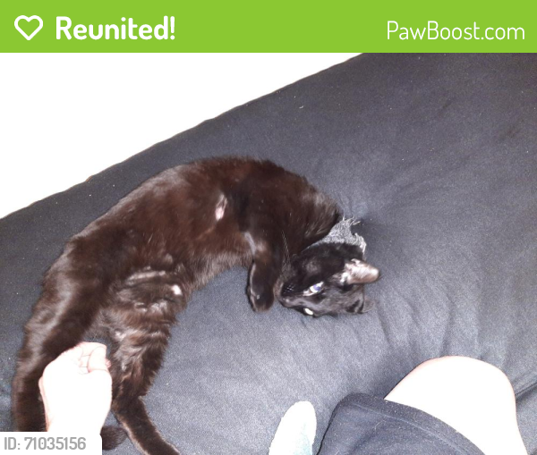 Reunited Male Cat in Kansas City, KS 66111 (ID: 71035156) | PawBoost