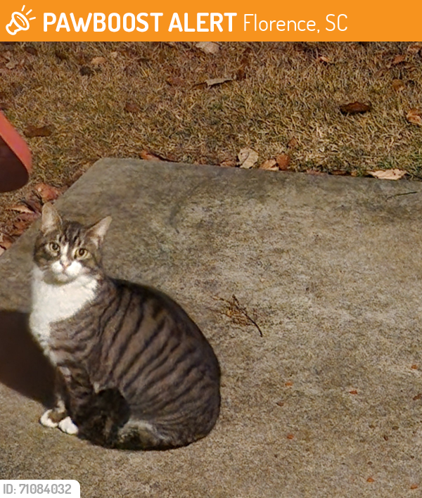 Florence, SC Stray Cat Found Near Travis Ct | PawBoost