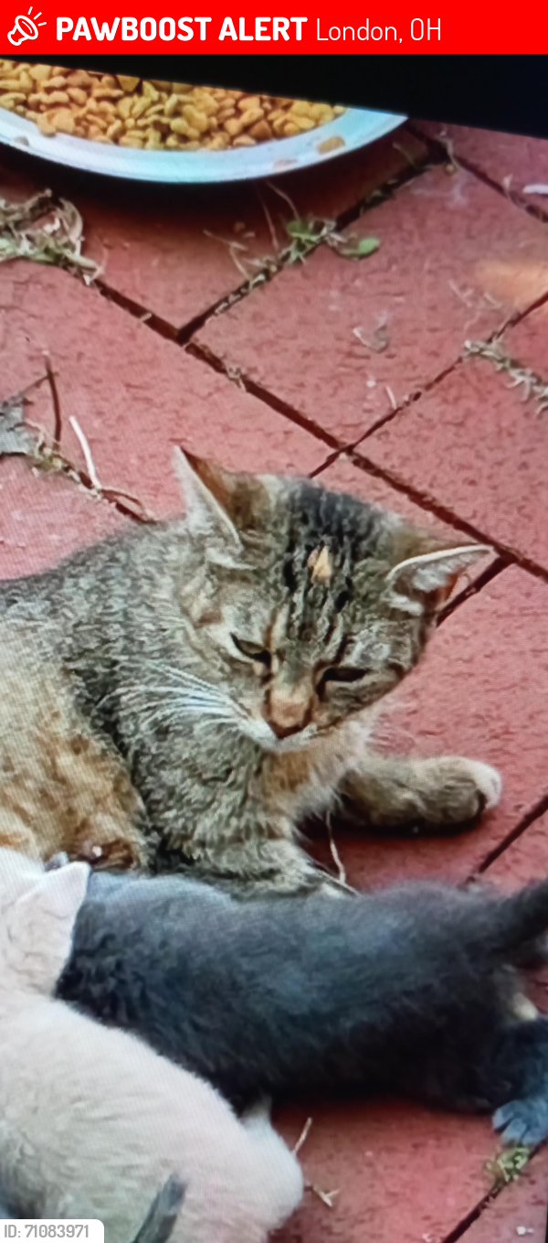 London, OH Lost Female Cat, Dottie Is Missing | PawBoost