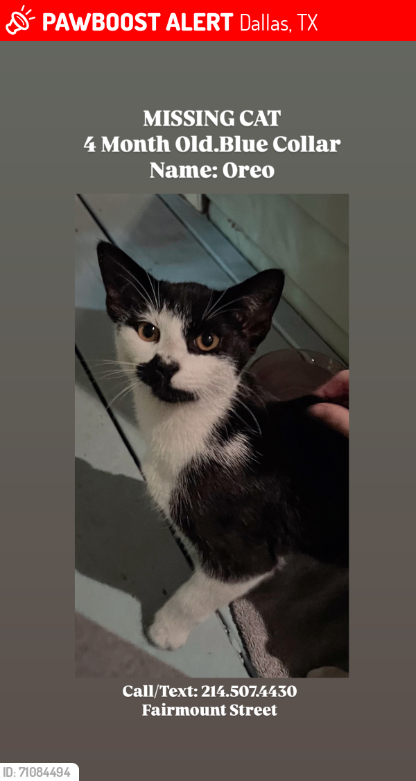 Dallas, TX Lost Male Cat, Oreo Is Missing | PawBoost