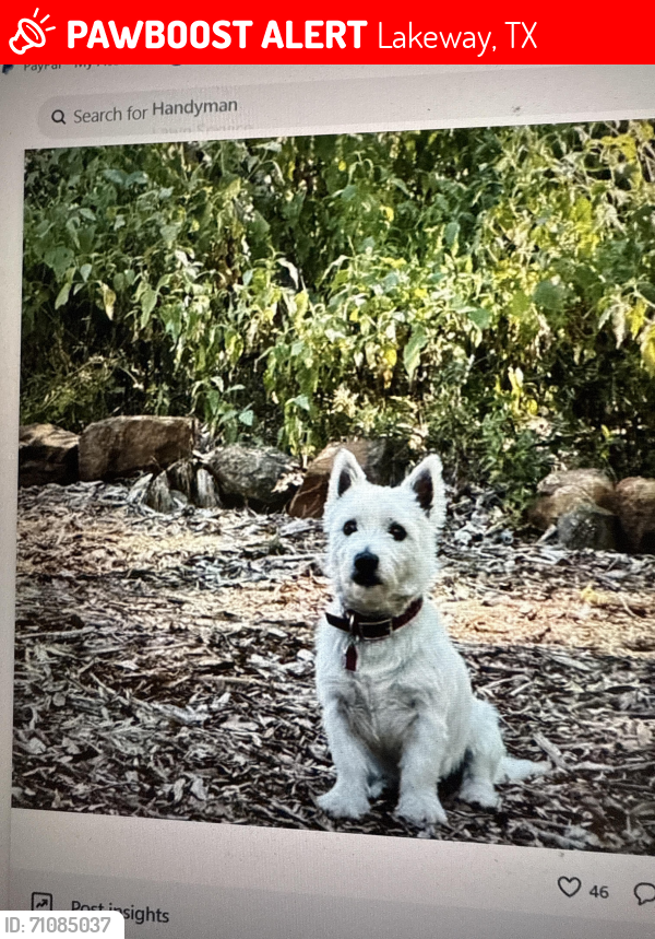 Lakeway, TX Lost Male Dog, Winston Is Missing | PawBoost