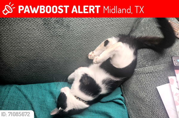 Midland, TX Lost Female Cat, Mooky Is Missing | PawBoost