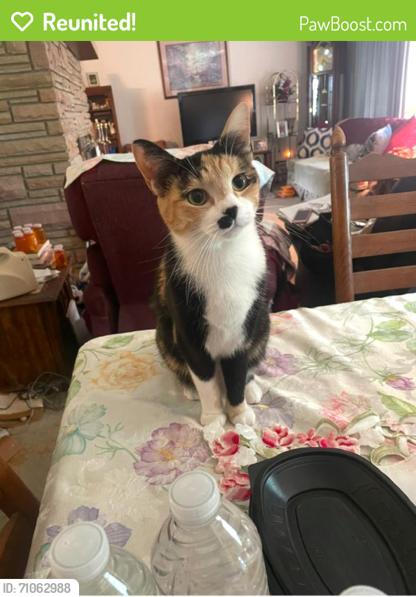 Reunited Female Cat in Springfield, OH 45506 (ID: 71062988) | PawBoost