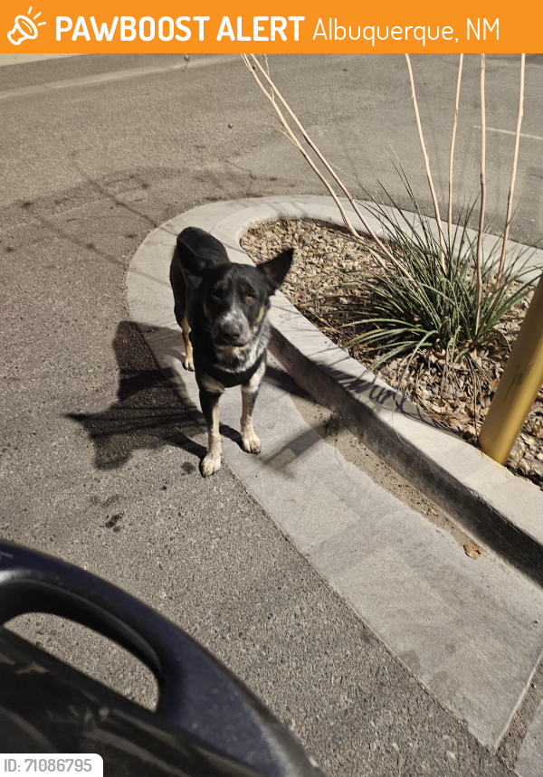 Albuquerque, NM Stray Dog Found Near In Alley behind apmts near ...