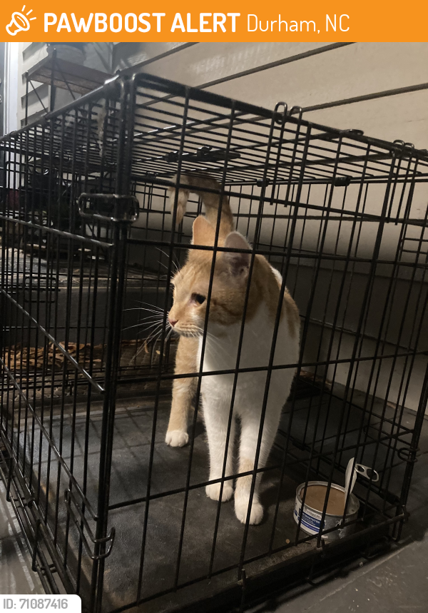 Durham, NC Stray Cat Found Near The Forest apmts | PawBoost